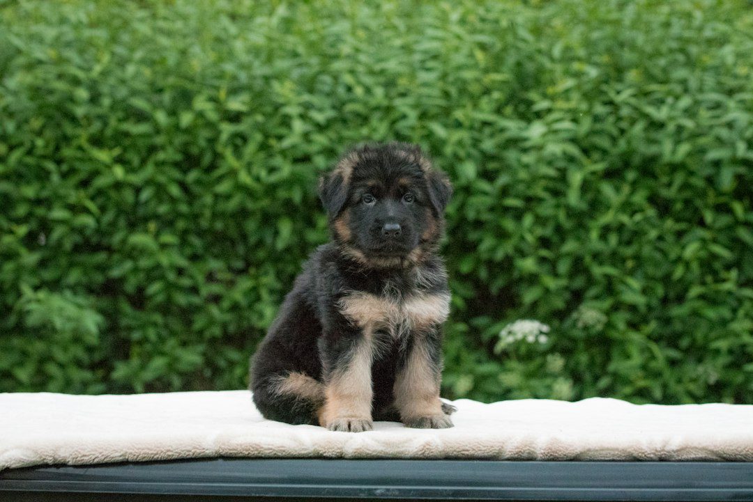 Guide To The Newfoundland Dog Breed